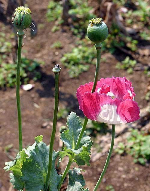 No clear villains at the Thailand Hall of Opium | Sand In My Suitcase