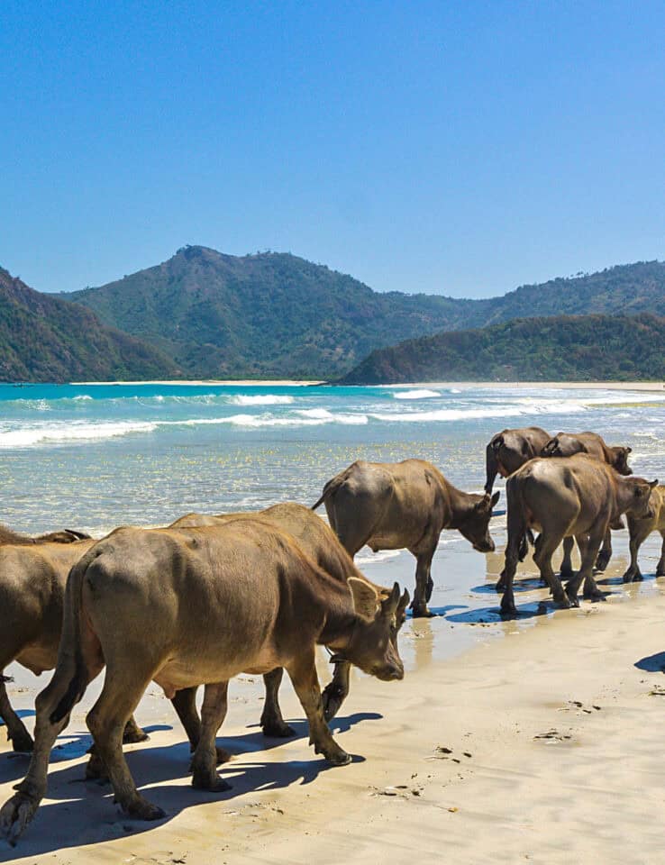 10 Picture-Perfect Lombok Beaches You Need to Visit!