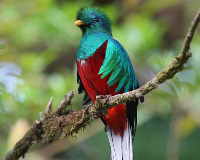 Wow Stunning Photos Of The Beautiful Birds Of Costa Rica Sand In My Wow Stunning Photos Of The Beautiful Birds Of Costa Rica Sand In My