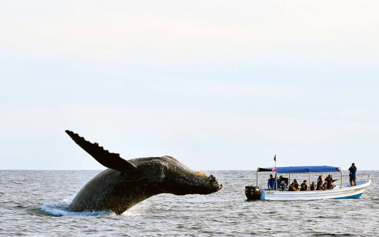 Whale Watching in Cabo San Lucas: The Ultimate Guide! | Sand In My Suitcase