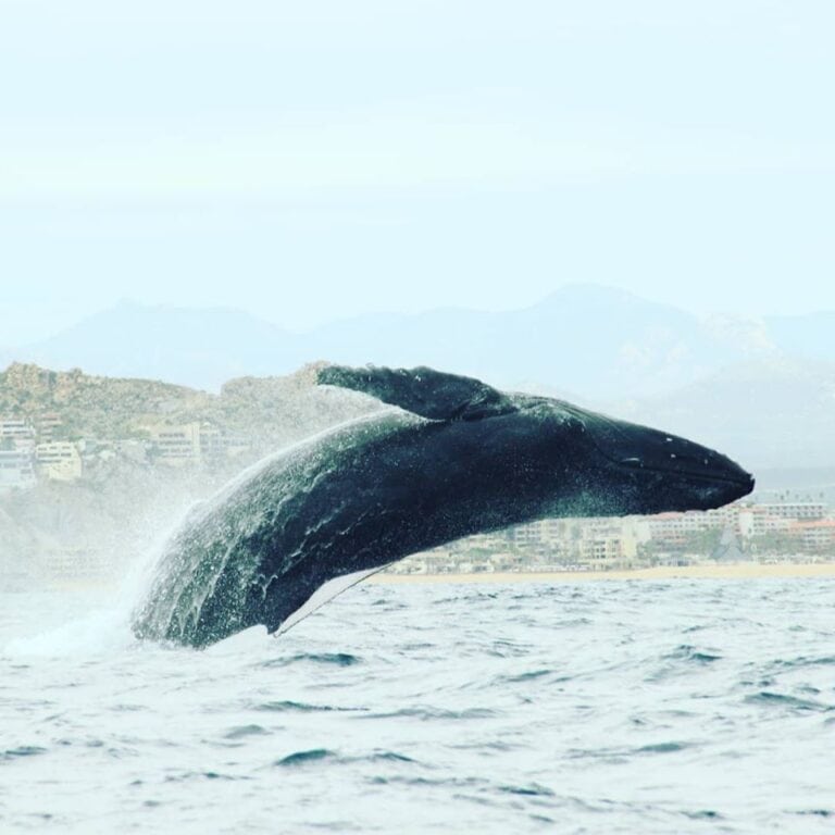 Whale Watching in Cabo San Lucas: The Ultimate Guide!