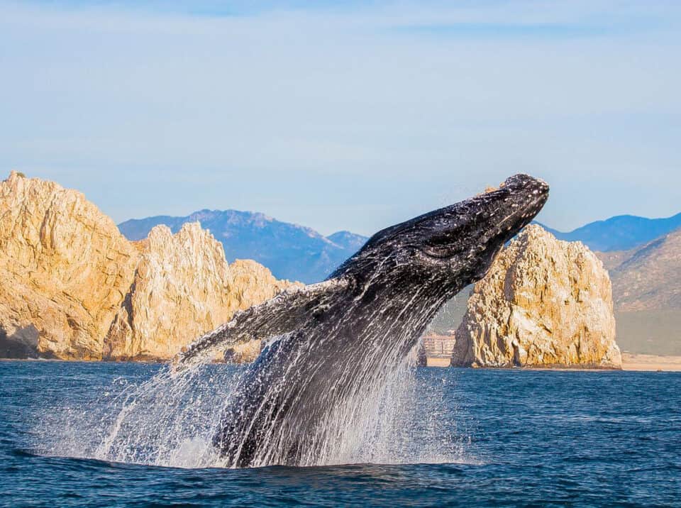 Whale Watching in Cabo San Lucas: The Ultimate Guide!