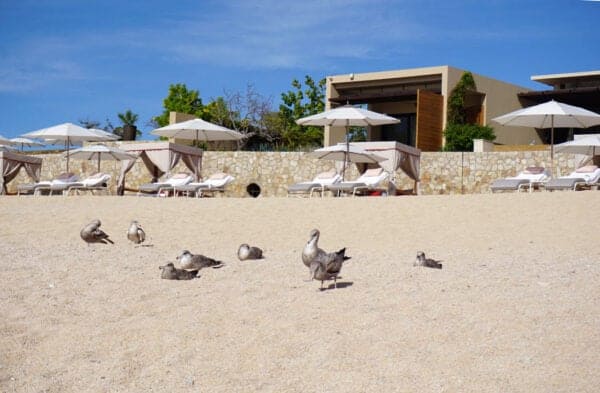 Snorkeling at Santa Maria Beach, Cabo: All You Need to Know