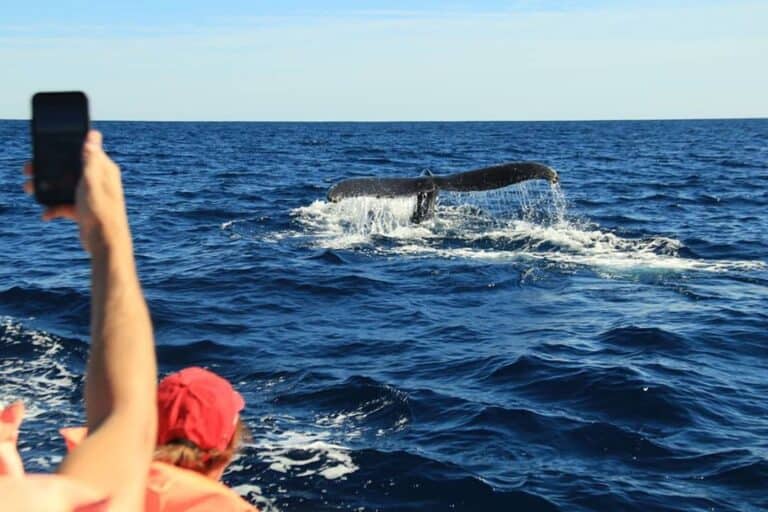 Whale Watching in Cabo San Lucas: The Ultimate Guide!