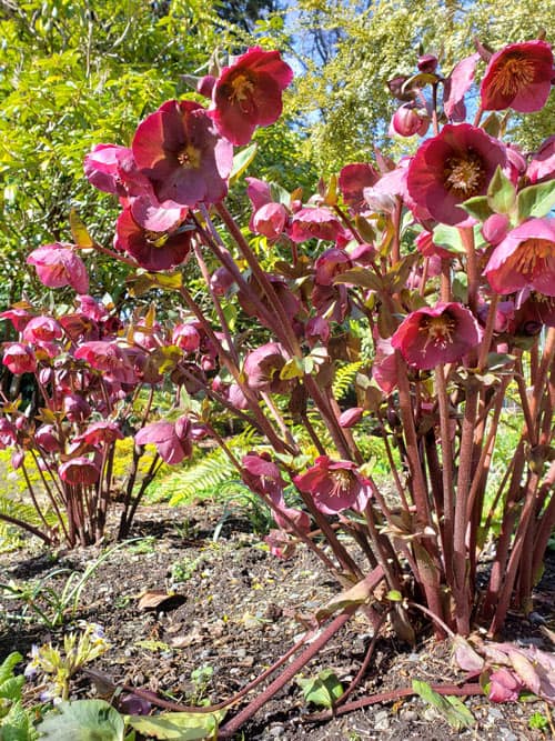 9 Easy Scenic Walks in Victoria, BC | Sand In My Suitcase