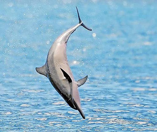 9+ Things to Do in Lanai (Get off the Grid in Hawaii!) | Sand In My ...