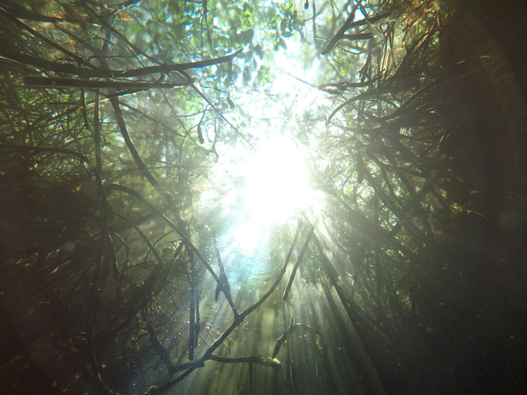 10 Most Beautiful and Best Riviera Maya Cenotes