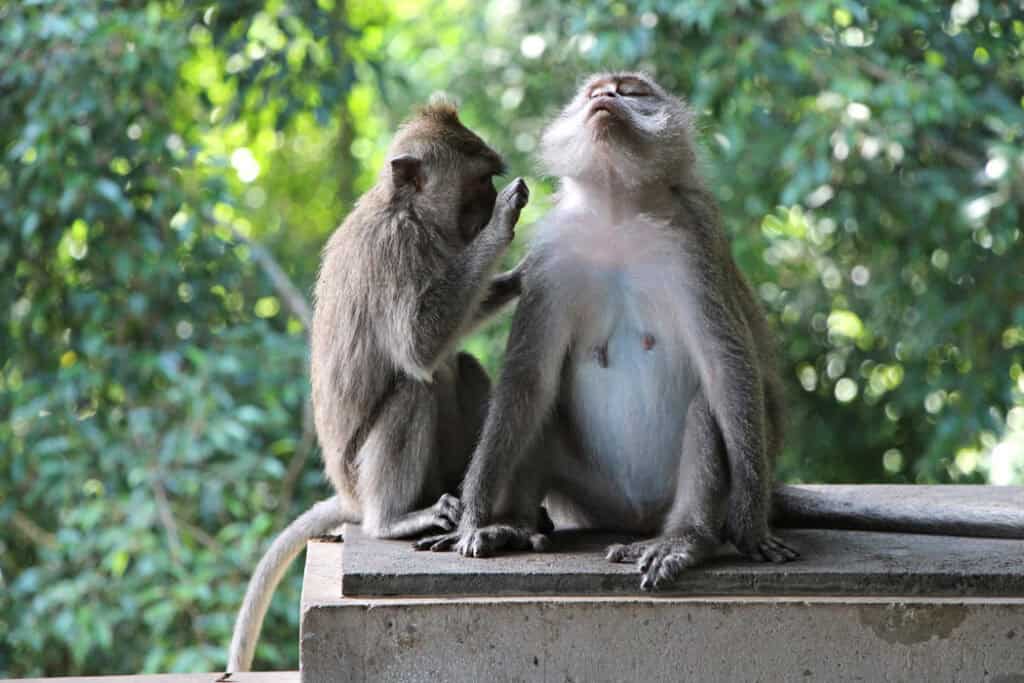Monkeying Around in the Ubud Monkey Forest, Bali