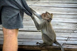 Monkeying Around in the Ubud Monkey Forest, Bali