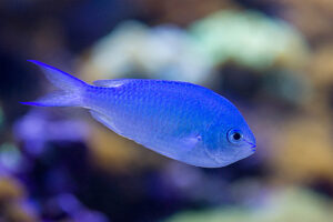 Snorkeling at Santa Maria Beach, Cabo: All You Need to Know – Sand In ...