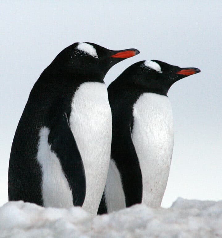 Chilling With 7 Types of Penguins in Antarctica
