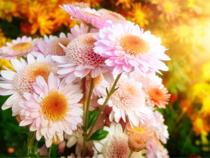 7 Best Gardens in Victoria, BC (Including Butchart Gardens)