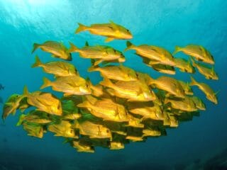 Snorkeling at Santa Maria Beach, Cabo: All You Need to Know