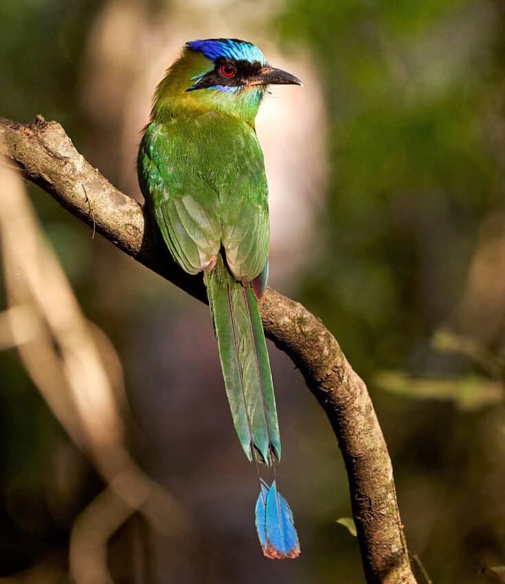 17 Most Beautiful Birds in Costa Rica (and Birding Hot Spots)