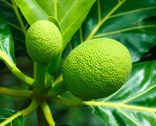 25 Delicious Kinds of Fruit in Hawaii You'll Love!