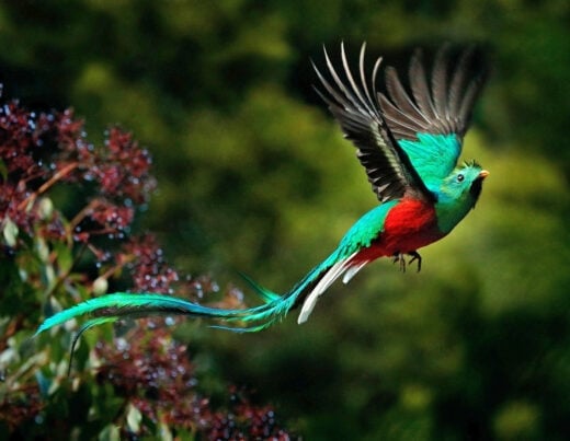 17 Most Beautiful Birds in Costa Rica (and Birding Hot Spots)