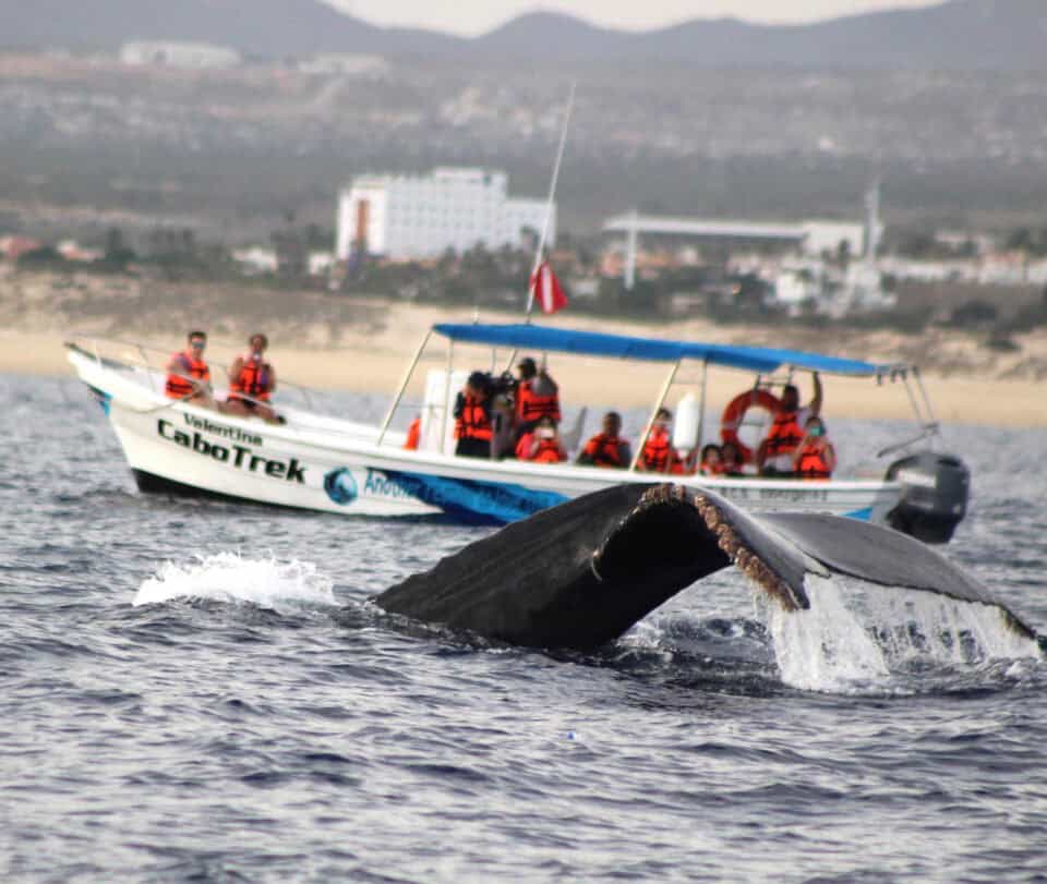Whale Watching in Cabo San Lucas: The Ultimate Guide!