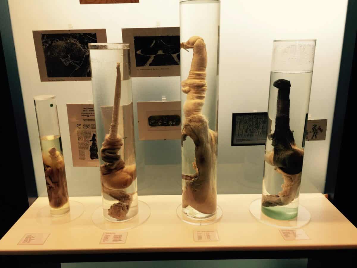 15 Unique Museums in the World for Curious Travelers